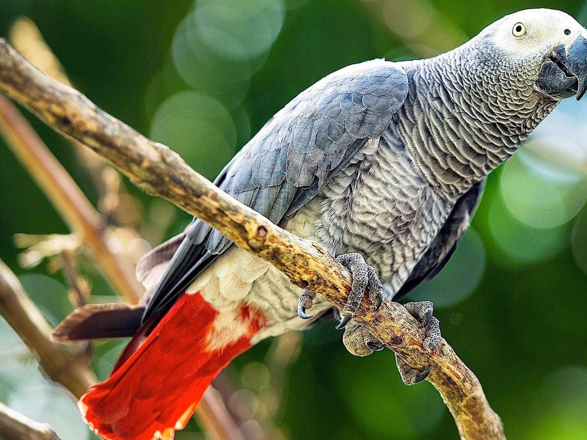 African Grey Parrot Wallpapers - Wallpaper Cave
