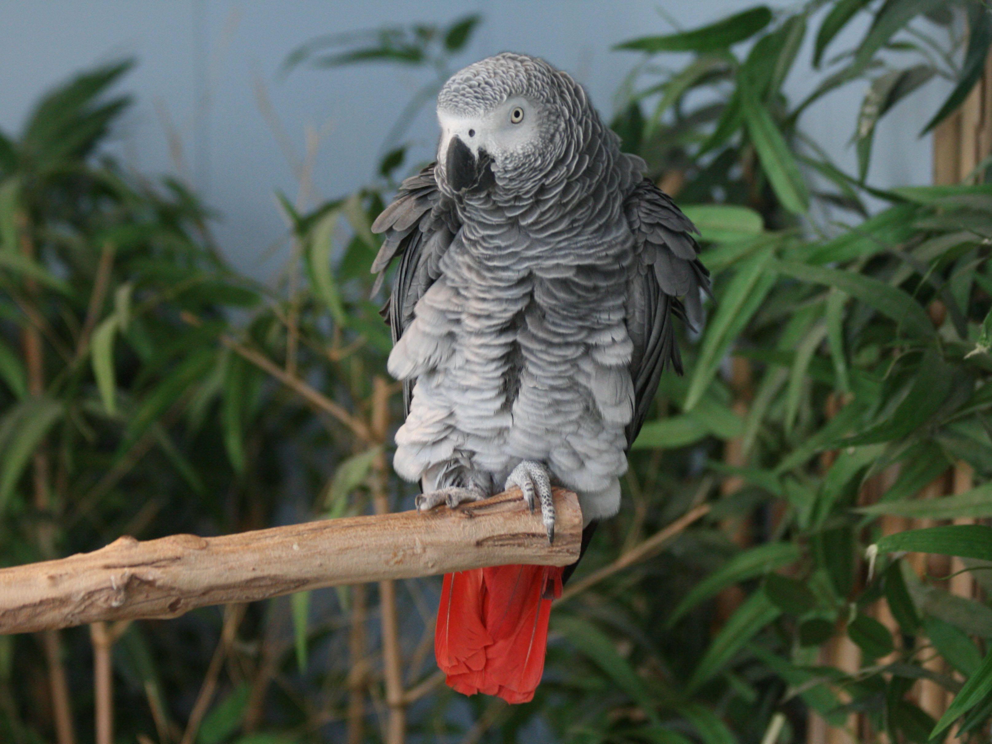 African Grey Parrot Wallpapers - Wallpaper Cave