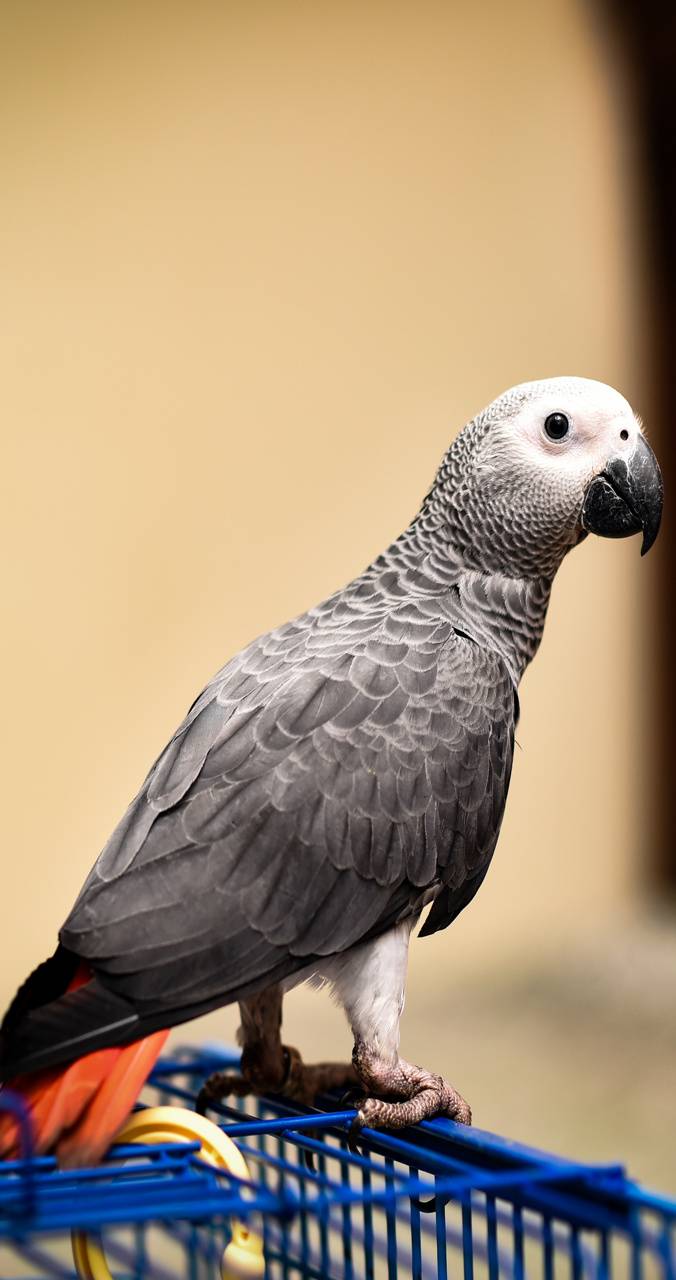 African Grey Parrot Wallpapers - Wallpaper Cave