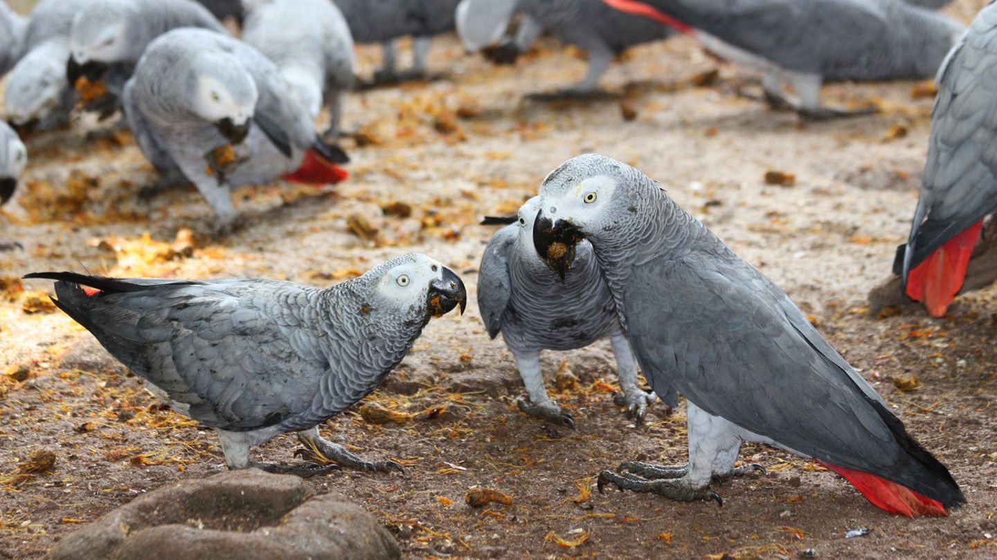African Grey Parrot Wallpapers - Wallpaper Cave