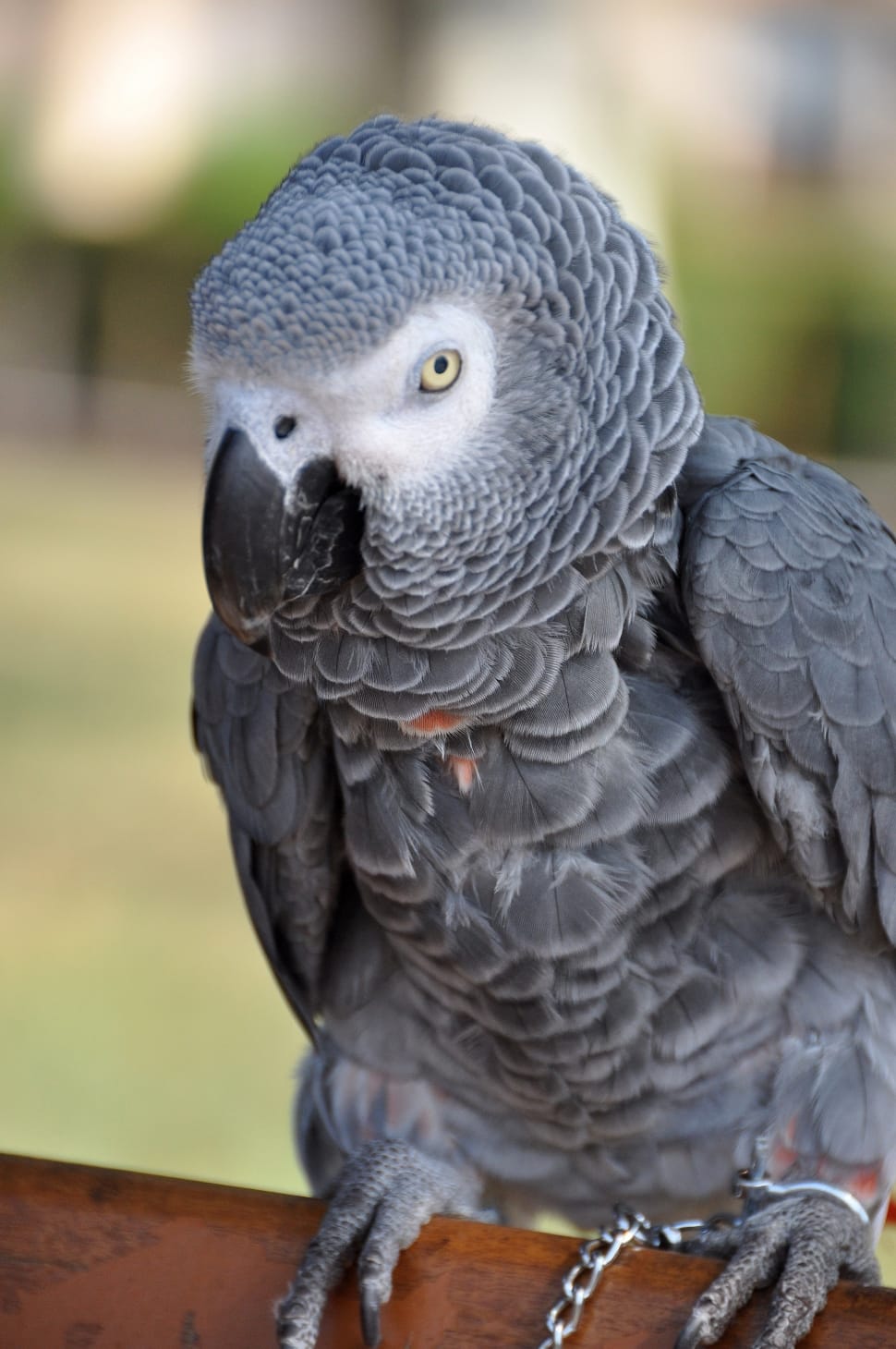 African Grey Parrot Wallpapers - Wallpaper Cave