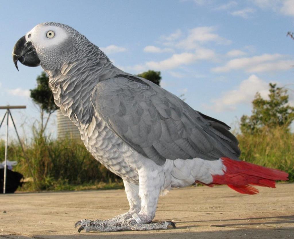 African Grey Parrot Wallpapers - Wallpaper Cave
