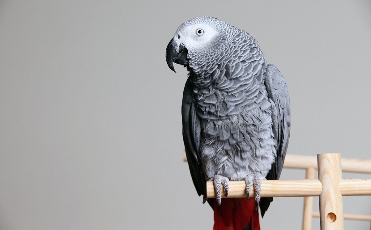 African Grey Parrot Wallpapers - Wallpaper Cave