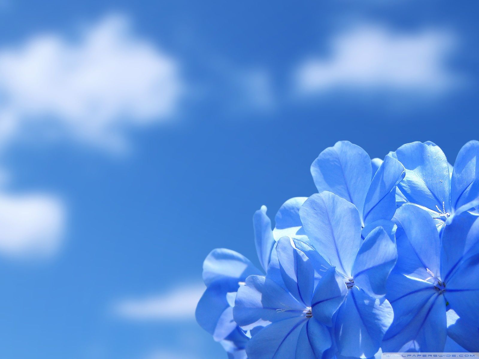 Delicate Blue Wallpapers - Wallpaper Cave