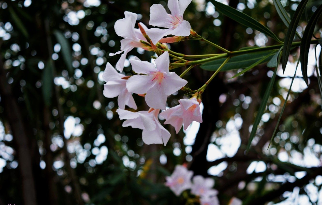 Earth Flower HD Wallpapers - Wallpaper Cave