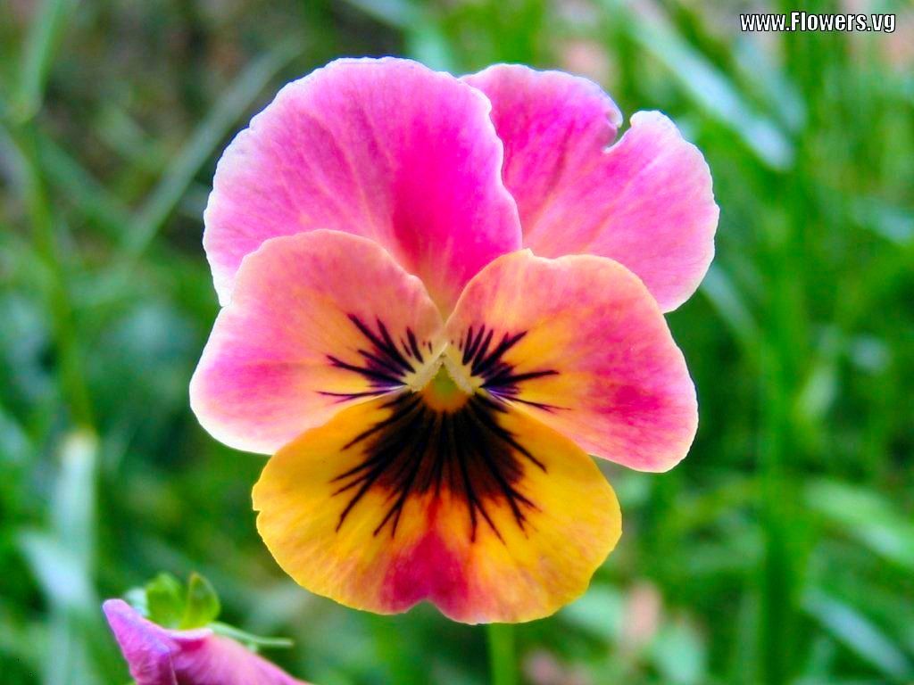 Earth Flower HD Wallpapers - Wallpaper Cave