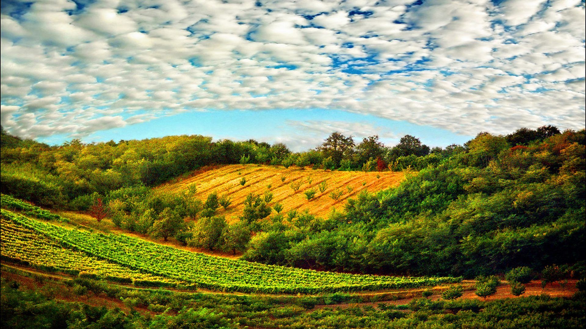Vineyard Field Clouds HD Wallpapers - Wallpaper Cave