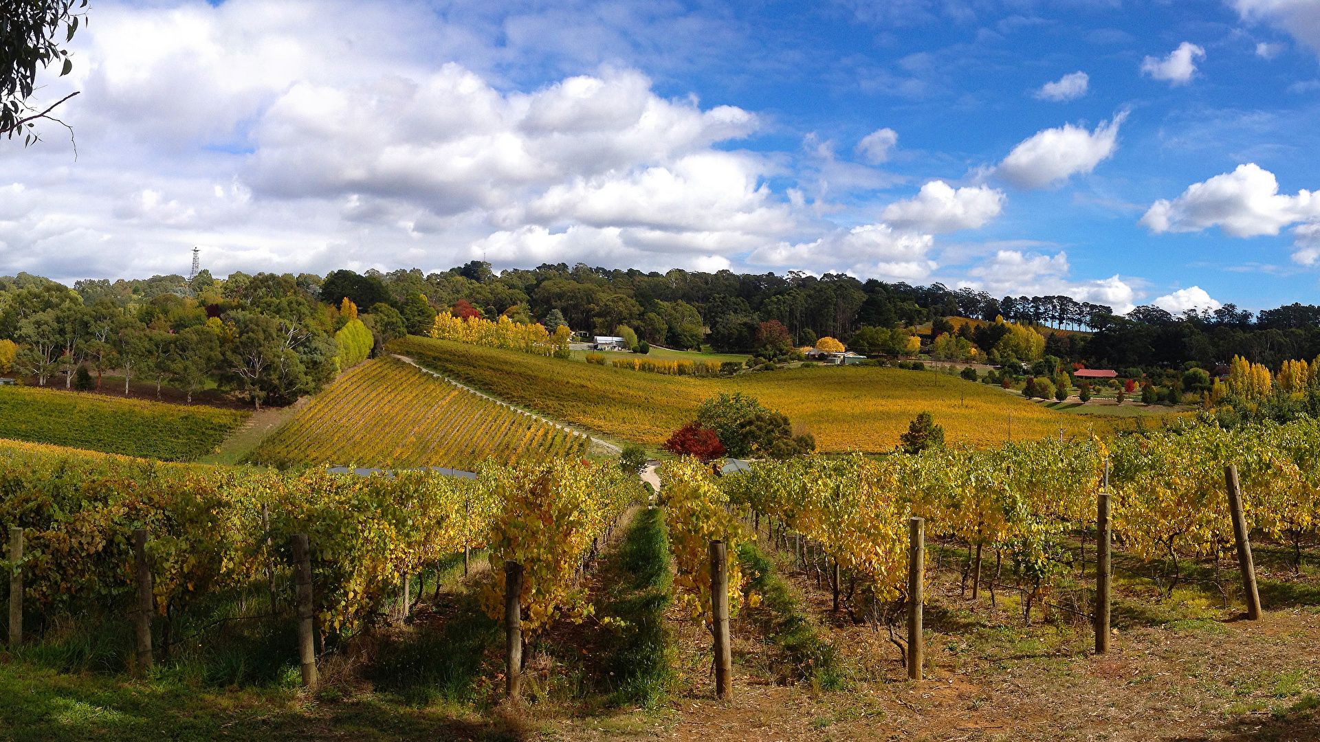 Vineyard Field Clouds HD Wallpapers - Wallpaper Cave