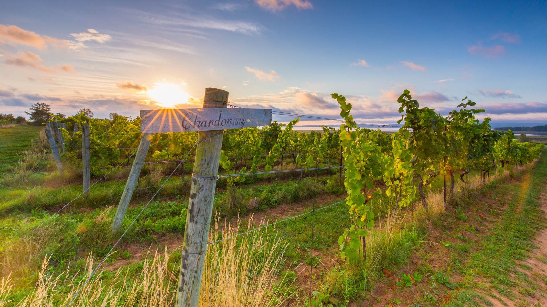 Vineyard Field Clouds HD Wallpapers - Wallpaper Cave