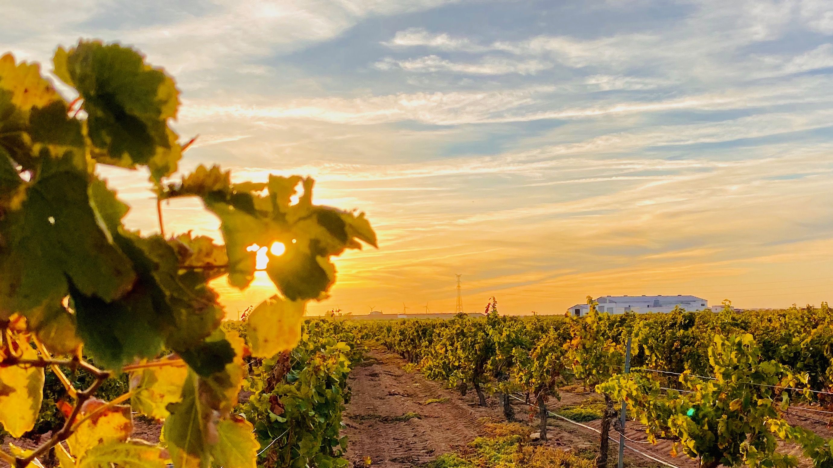 Vineyard Field Clouds HD Wallpapers - Wallpaper Cave