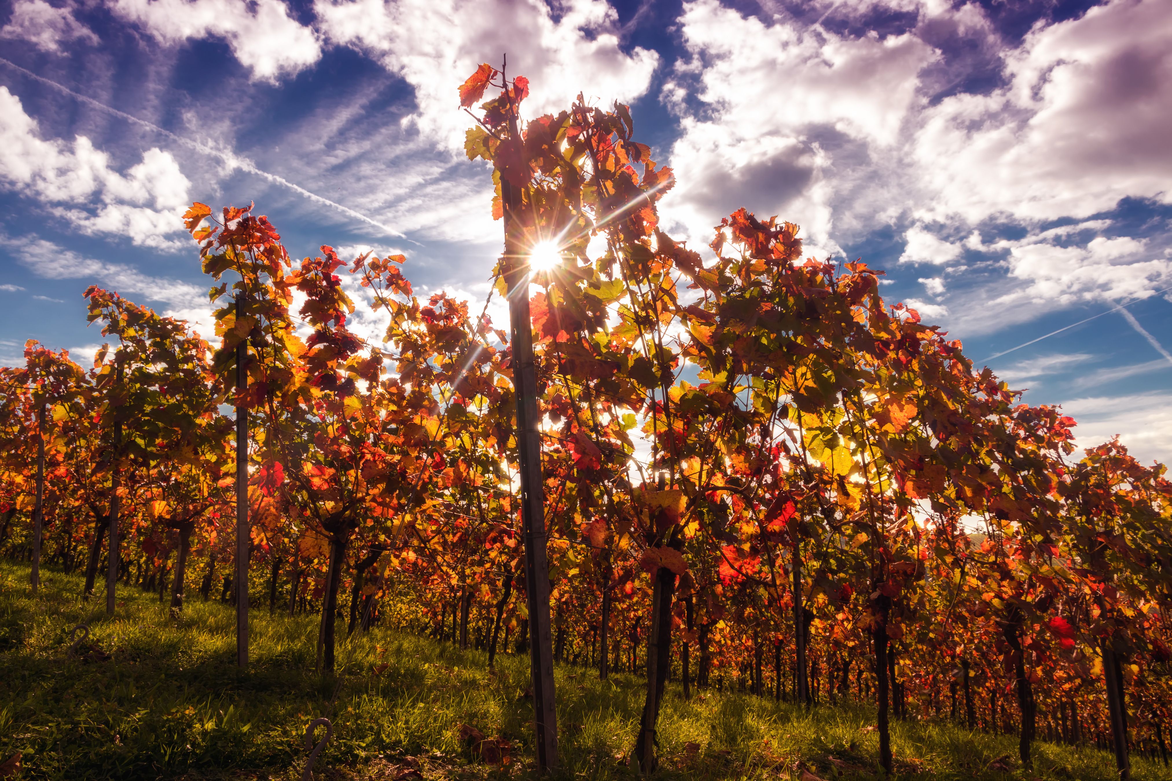 Vineyard Field Clouds HD Wallpapers - Wallpaper Cave