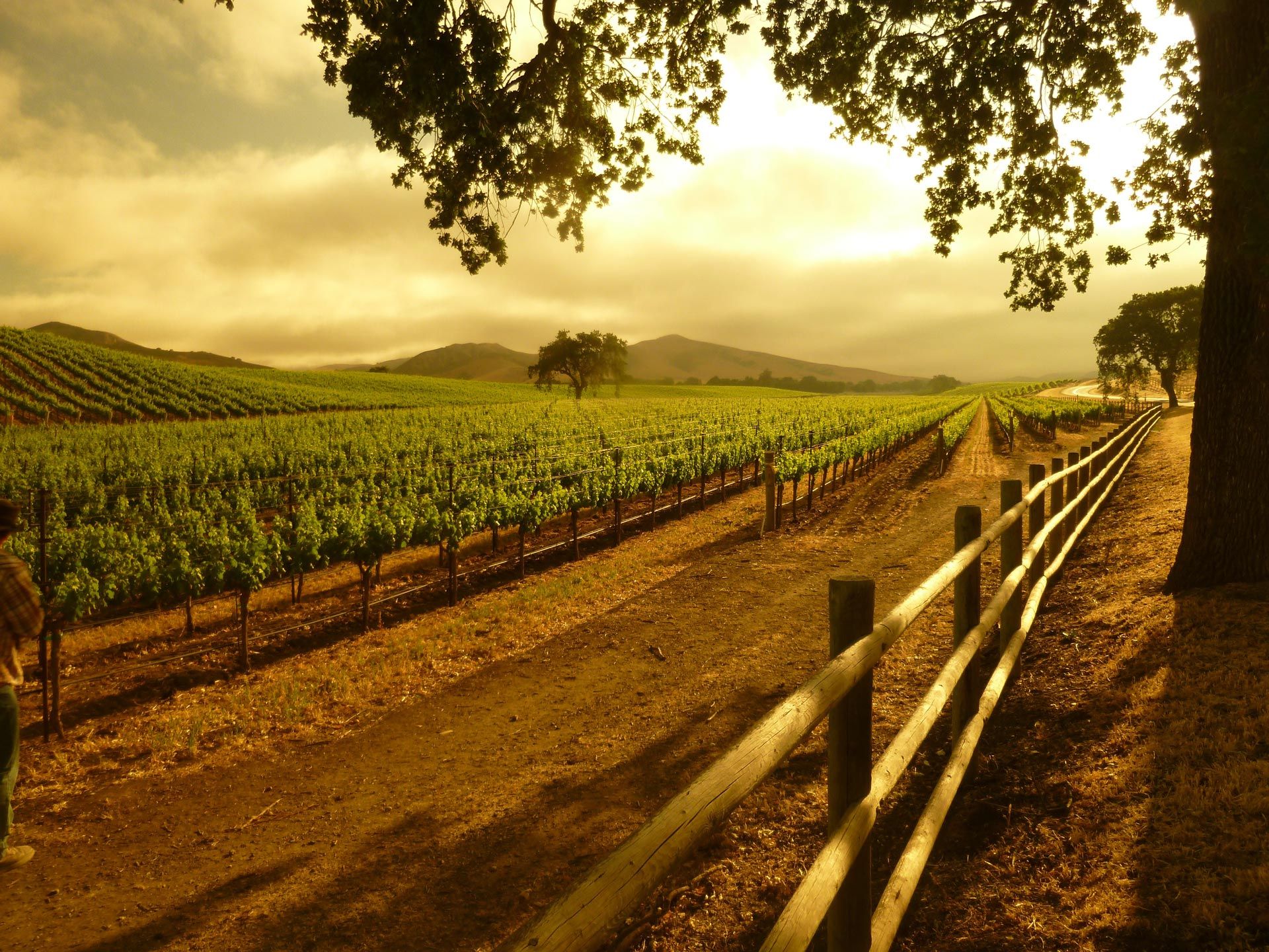 Vineyard Field Clouds HD Wallpapers - Wallpaper Cave