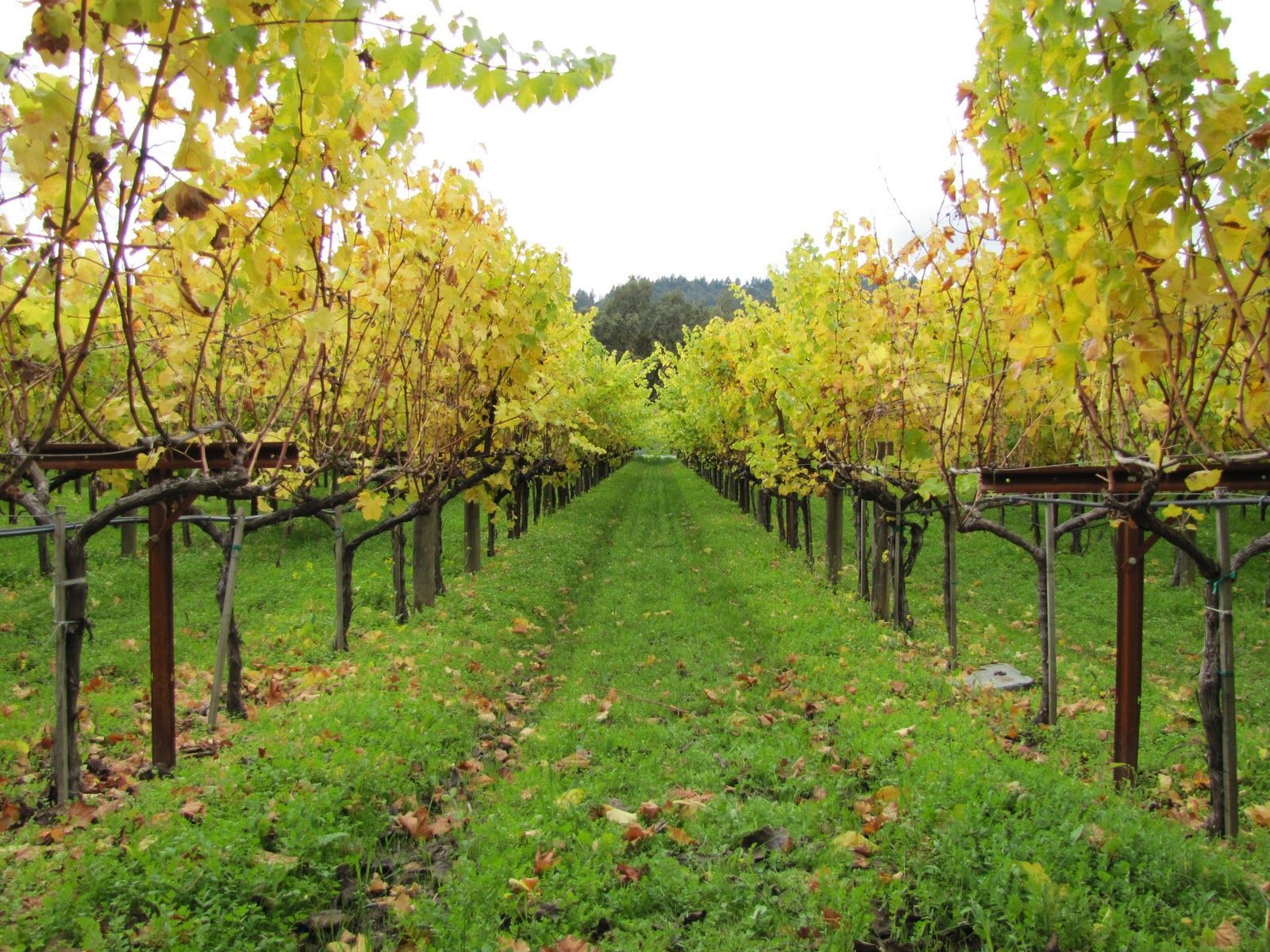 Vineyard Field Clouds HD Wallpapers - Wallpaper Cave