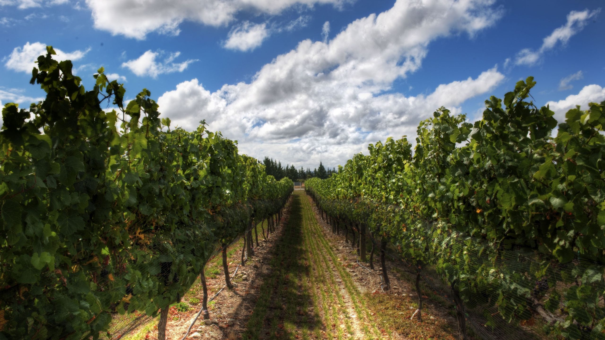 Vineyard Field Clouds HD Wallpapers - Wallpaper Cave