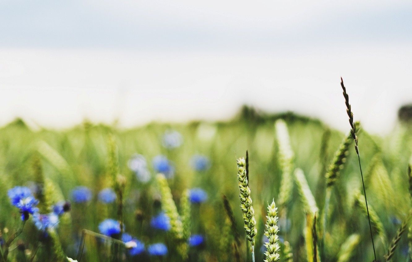 Flowers Wheat Field Wallpapers - Wallpaper Cave