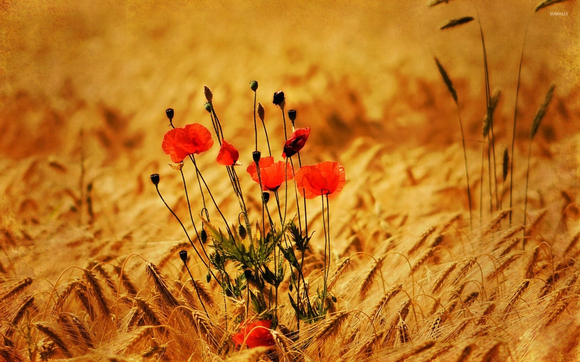 Flowers Wheat Field Wallpapers - Wallpaper Cave