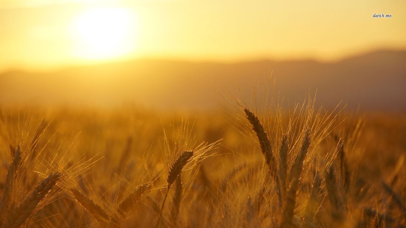 Flowers Wheat Field Wallpapers - Wallpaper Cave