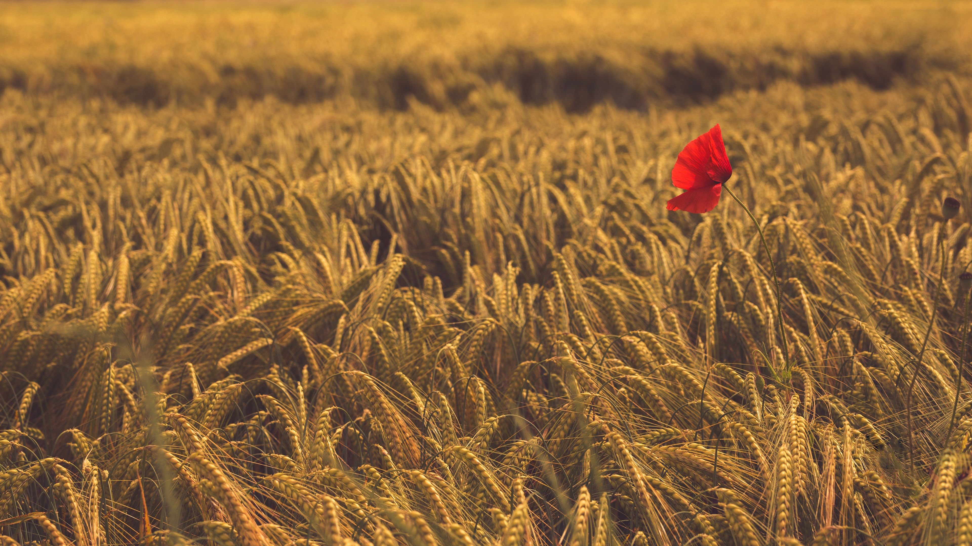 Flowers Wheat Field Wallpapers - Wallpaper Cave