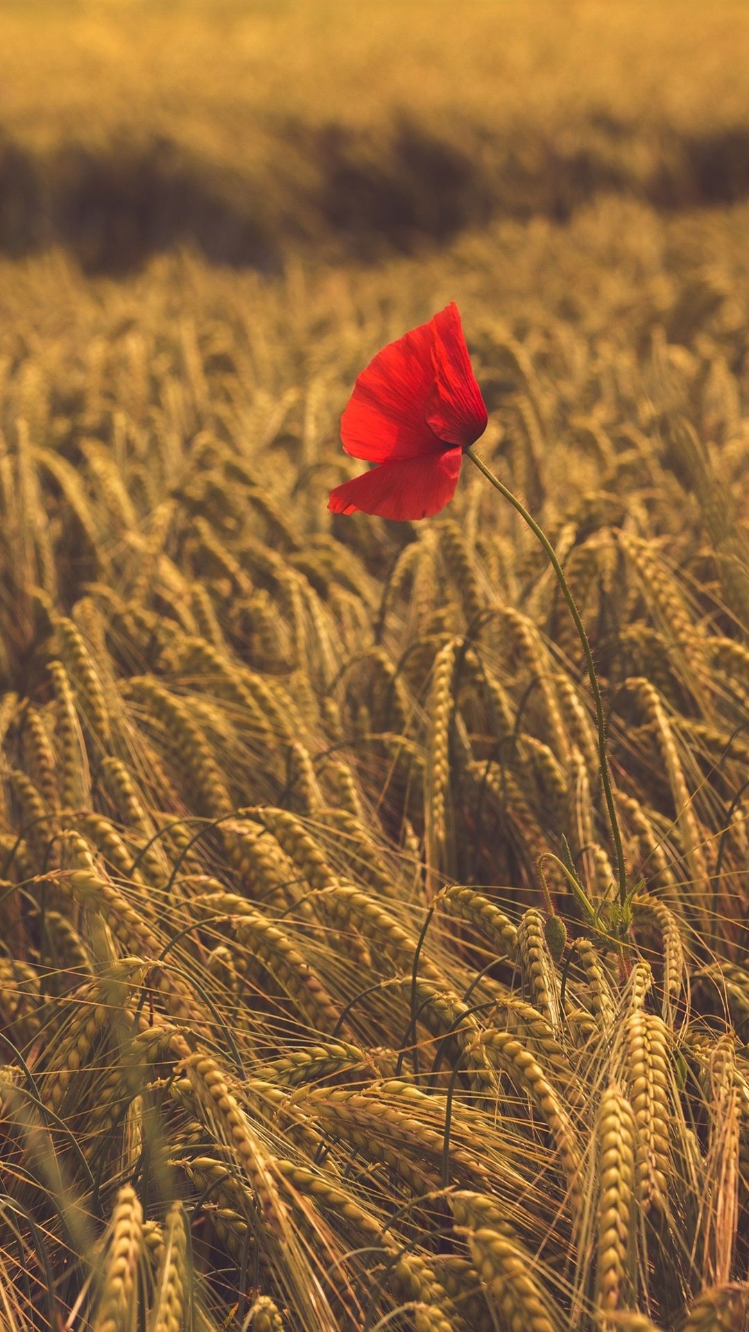 Flowers Wheat Field Wallpapers - Wallpaper Cave