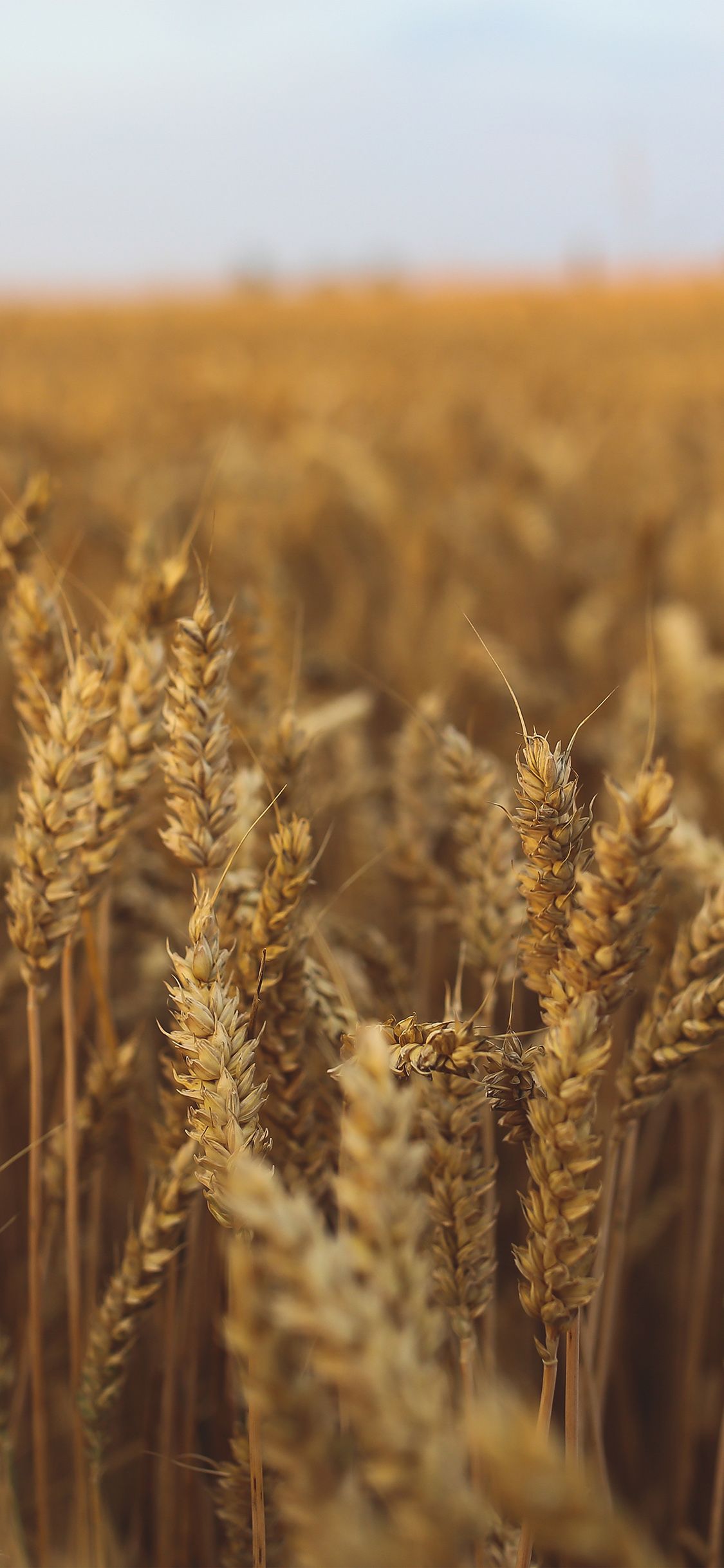 Flowers Wheat Field Wallpapers - Wallpaper Cave