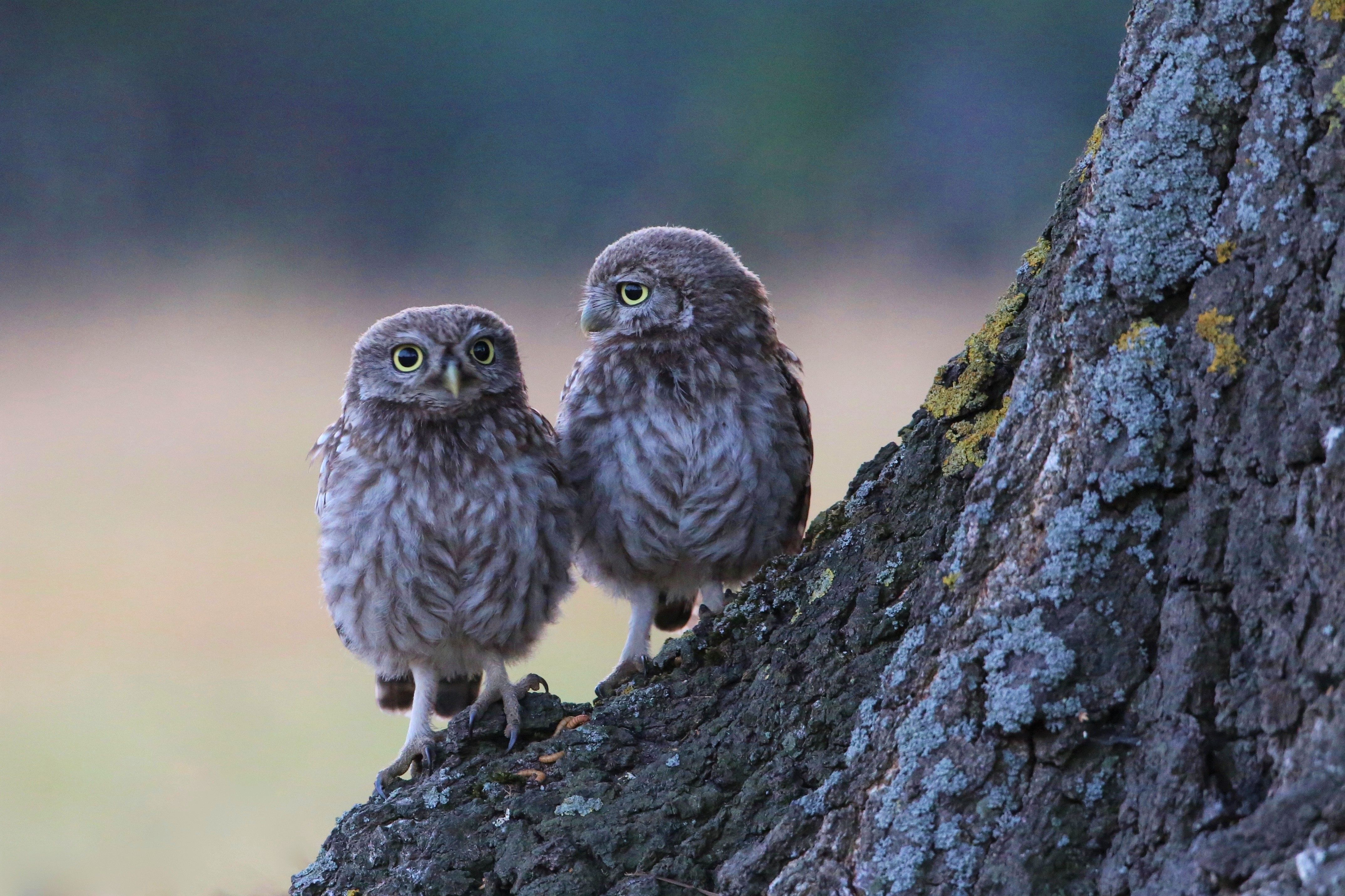 Two Owls Wallpapers - Wallpaper Cave