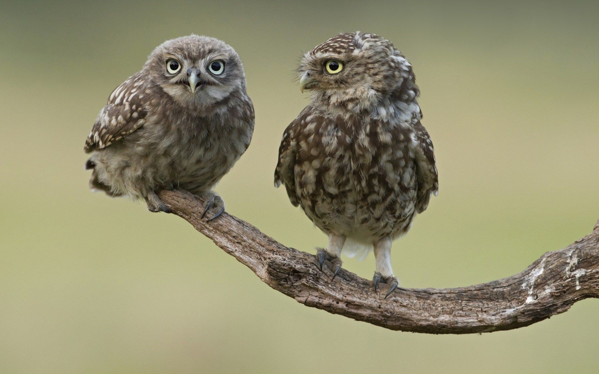 Two Owls Wallpapers - Wallpaper Cave
