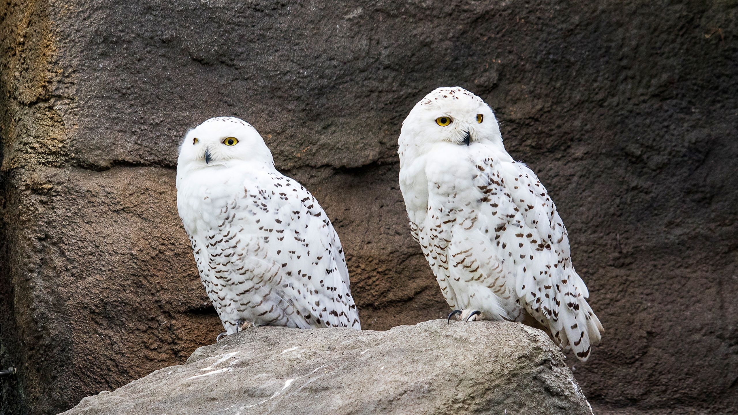 Two Owls Wallpapers - Wallpaper Cave