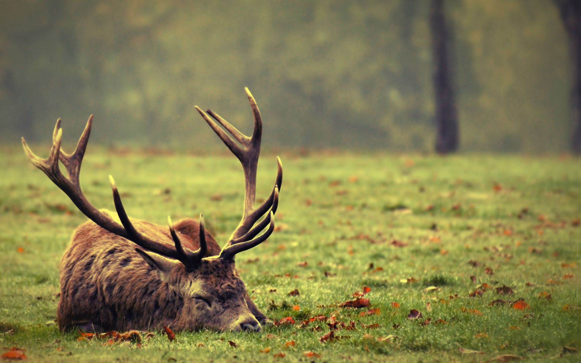 Animal Deer HD Wallpapers - Wallpaper Cave