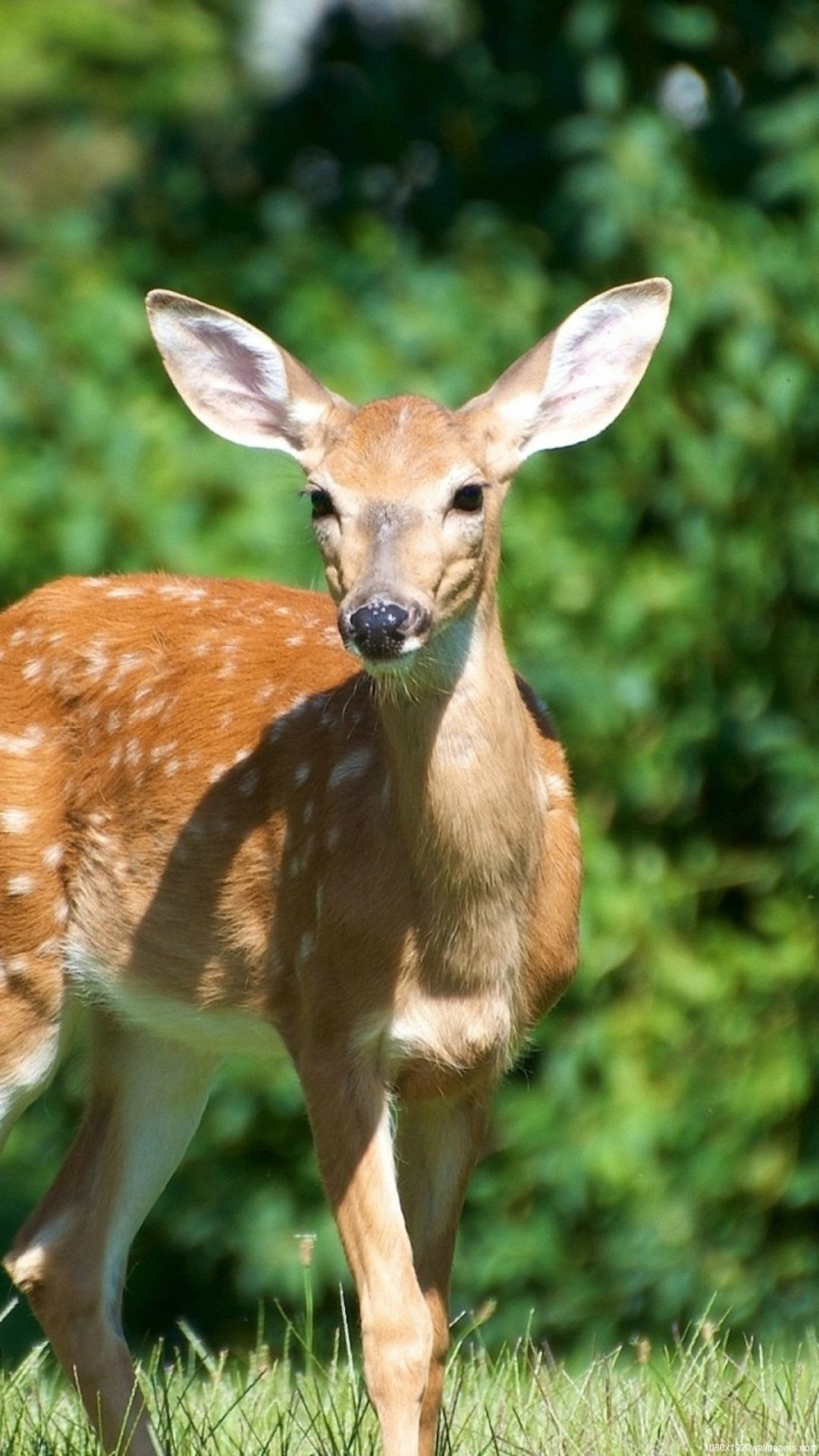 Animal Deer HD Wallpapers - Wallpaper Cave