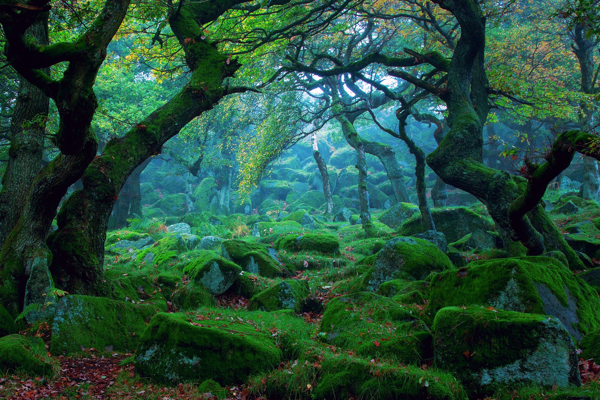 Mossy Forest Wallpapers - Wallpaper Cave