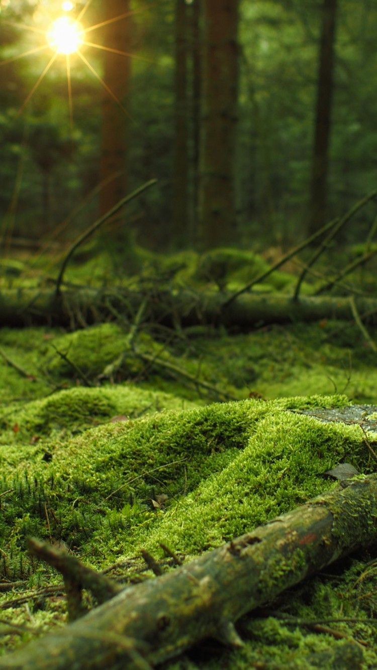 Mossy Forest Wallpapers - Wallpaper Cave