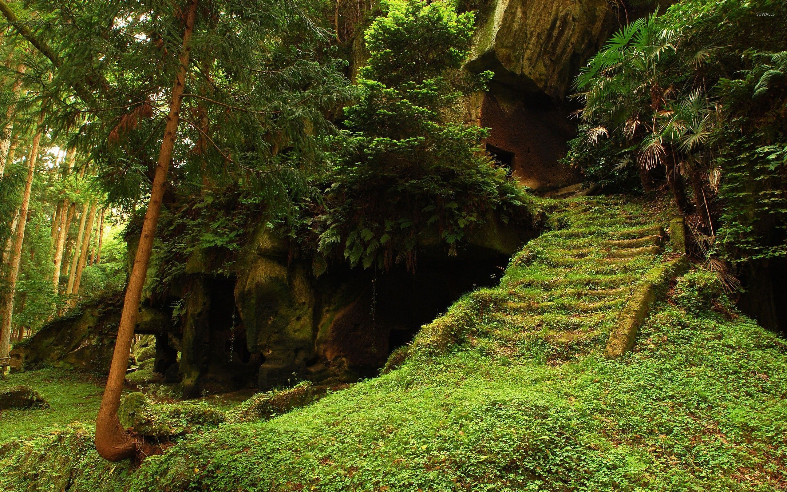 Mossy Forest Wallpapers - Wallpaper Cave