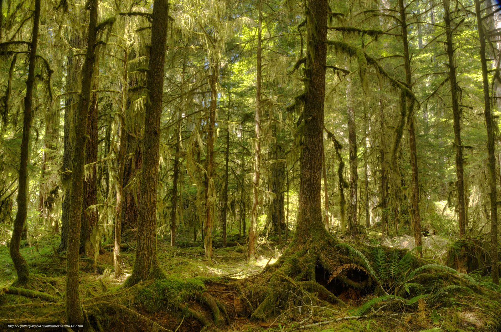 Mossy Forest Wallpapers - Wallpaper Cave