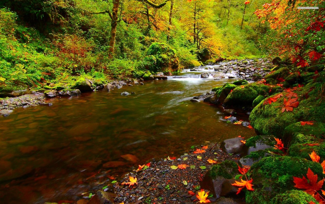 Mossy Forest Wallpapers - Wallpaper Cave