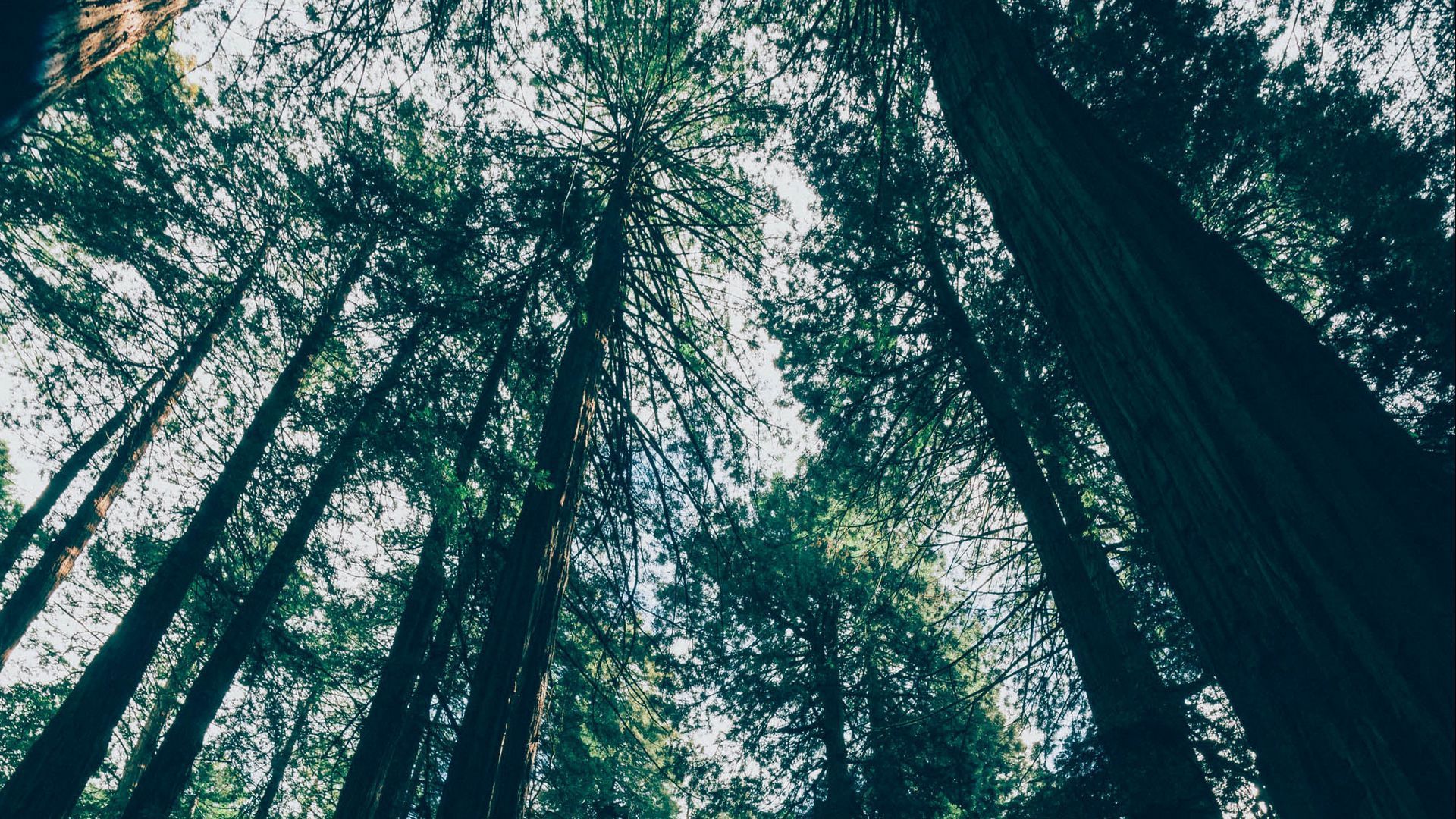 Trees Forest Bottom View HD Wallpapers - Wallpaper Cave