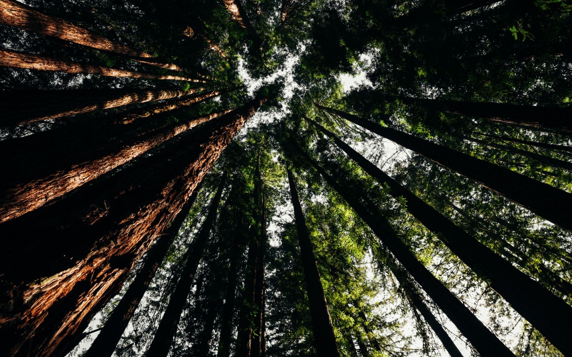 Trees Forest Bottom View HD Wallpapers - Wallpaper Cave