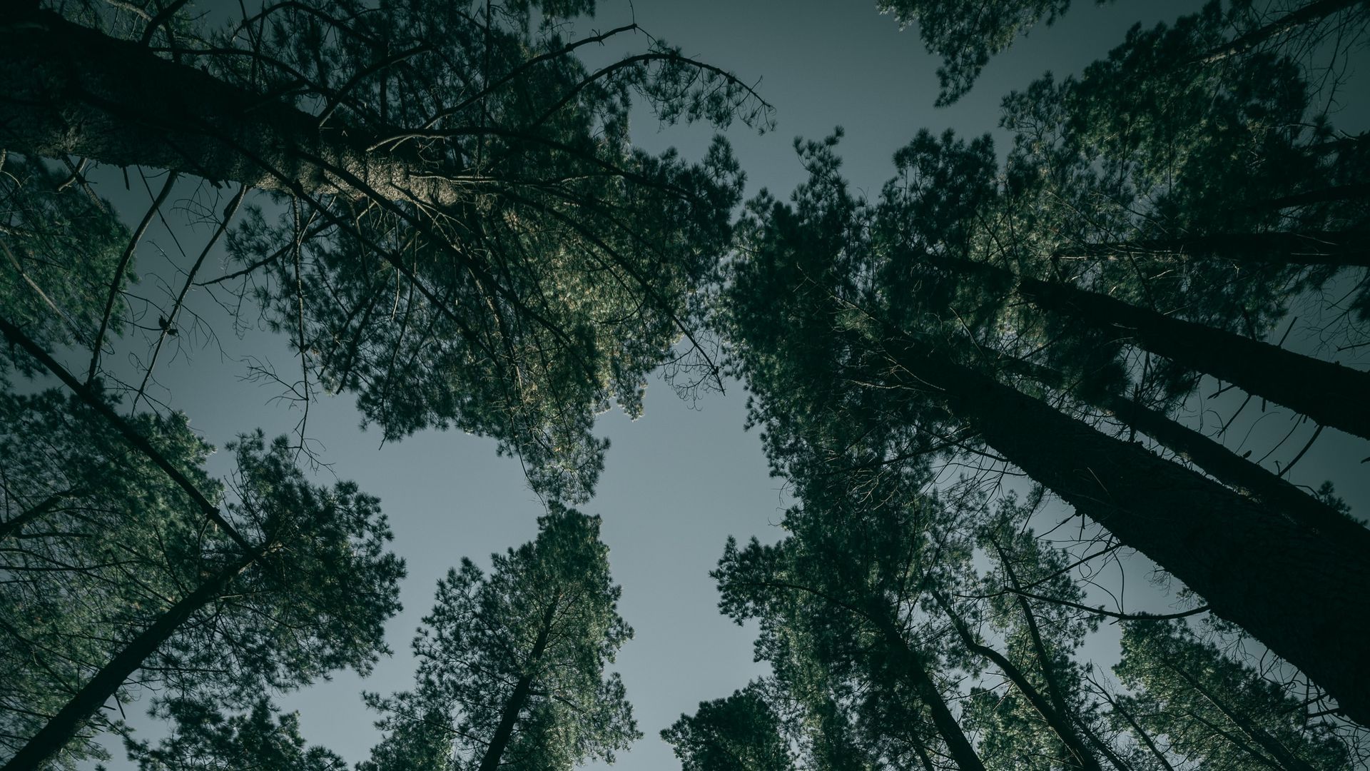 Trees Forest Bottom View HD Wallpapers - Wallpaper Cave