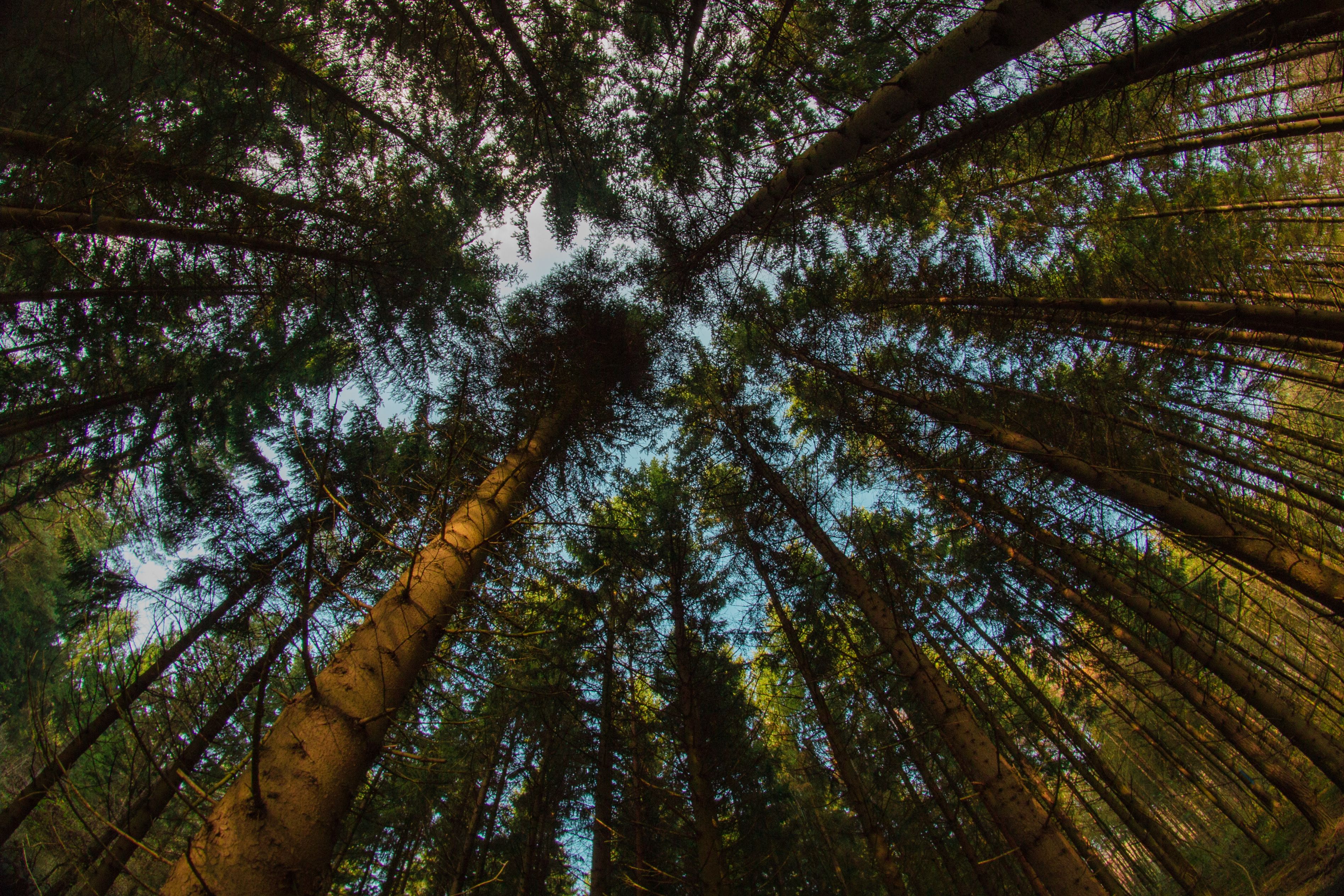 Trees Forest Bottom View HD Wallpapers - Wallpaper Cave