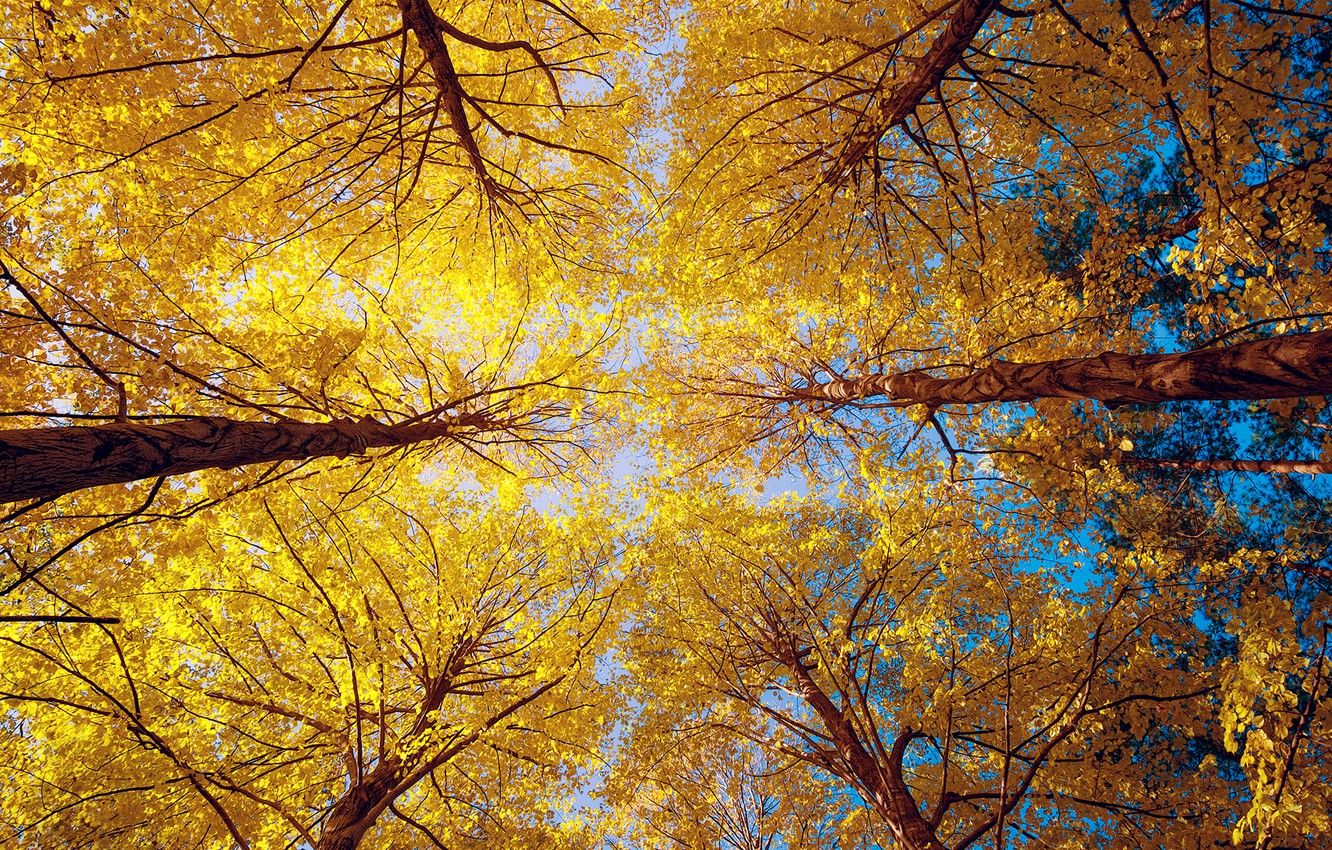 Trees Forest Bottom View HD Wallpapers - Wallpaper Cave