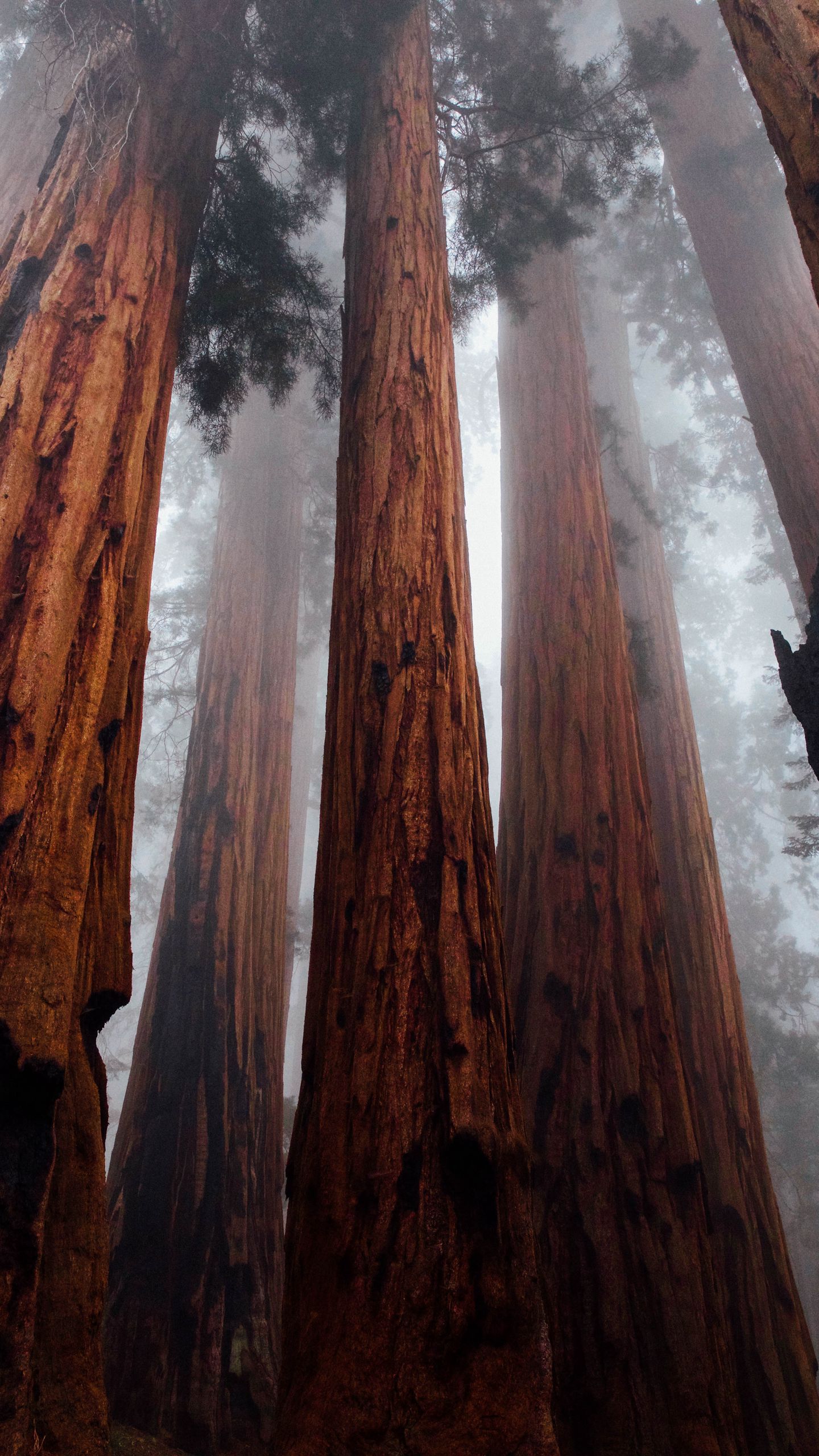 Trees Forest Bottom View HD Wallpapers - Wallpaper Cave