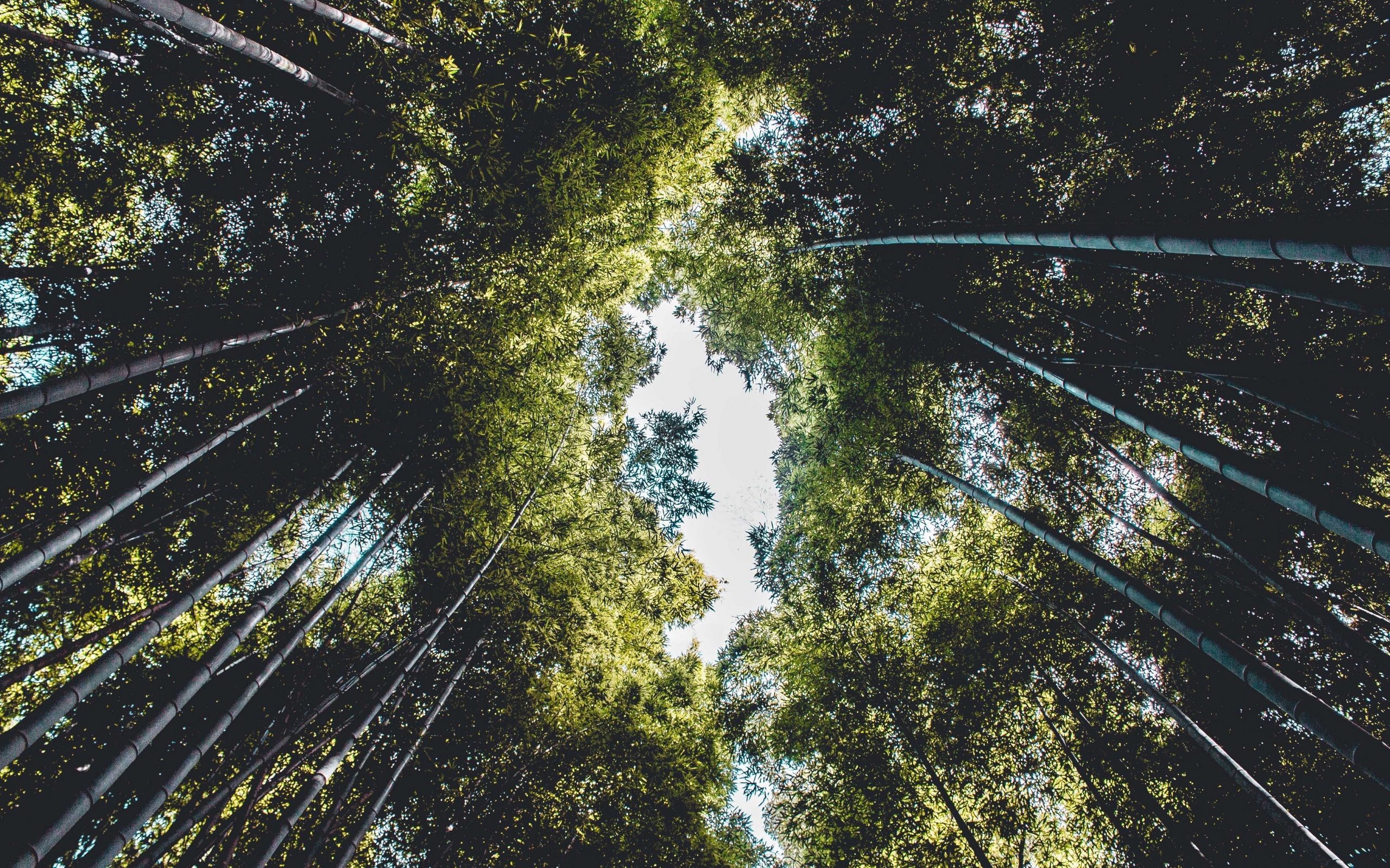 Trees Forest Bottom View HD Wallpapers - Wallpaper Cave