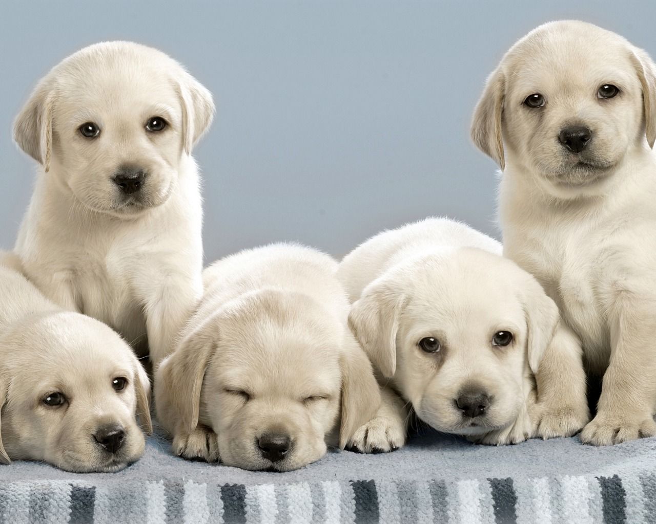Doggies Wallpapers - Wallpaper Cave