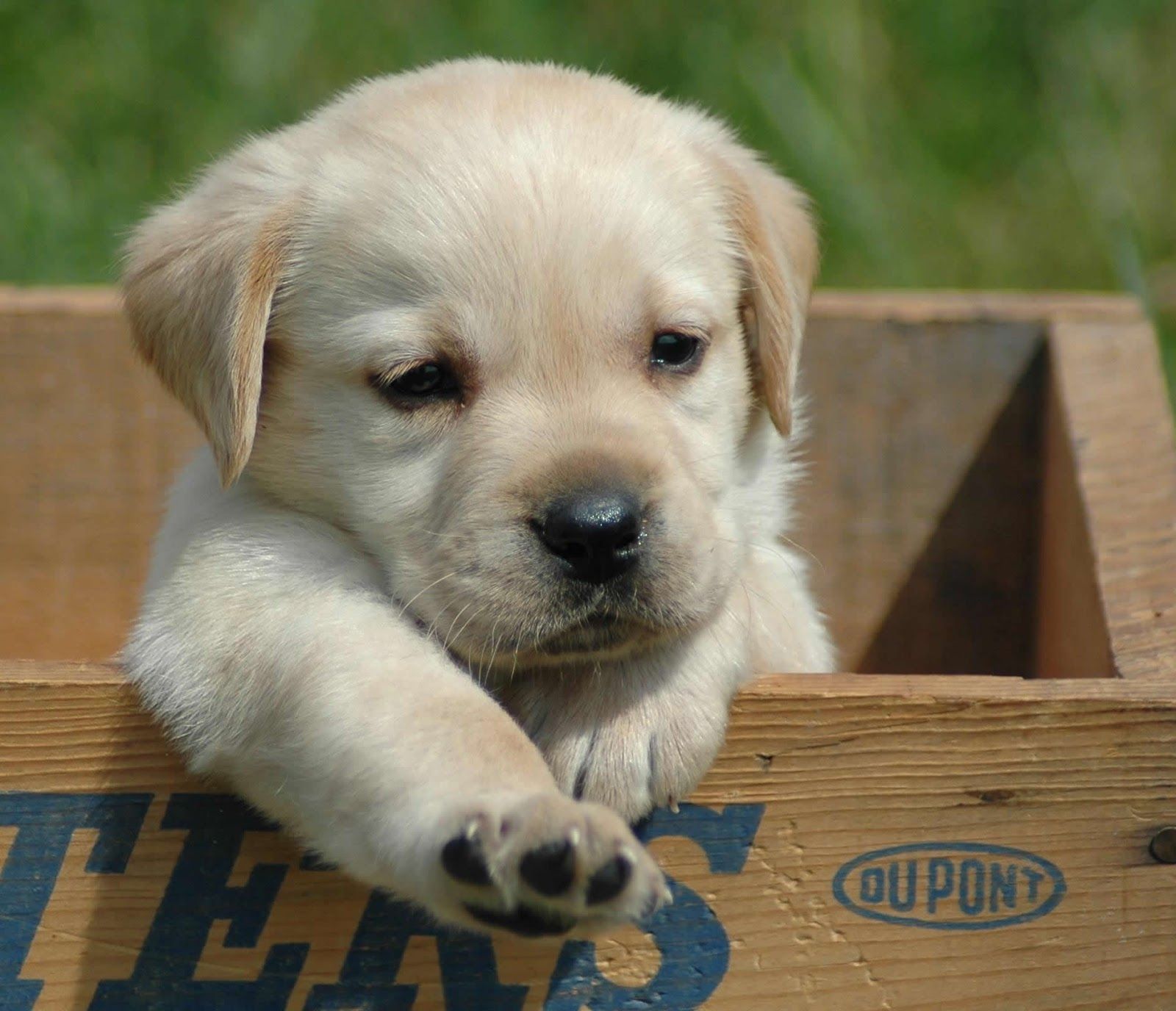 Doggies Wallpapers - Wallpaper Cave