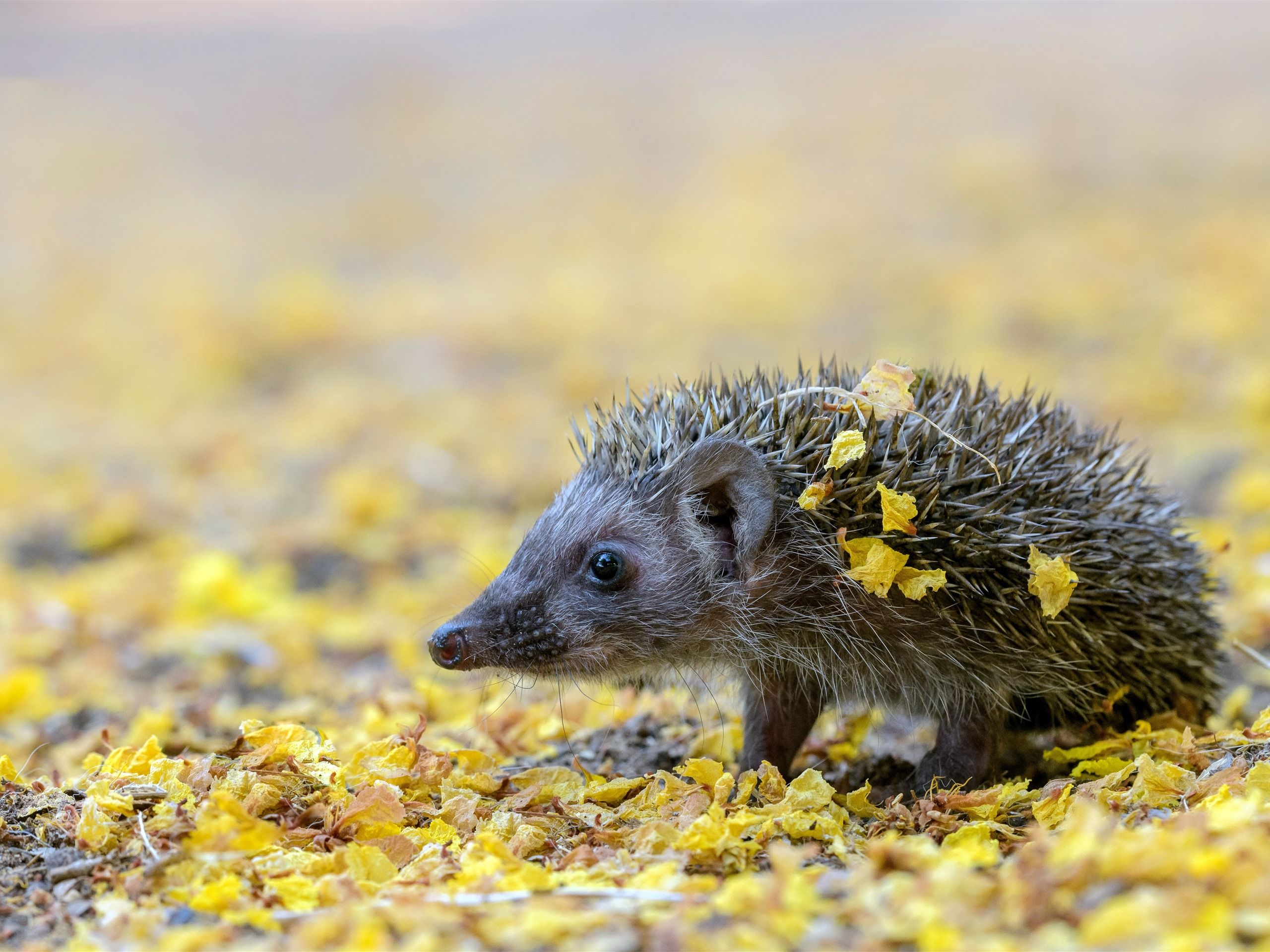 Hedgehog Summer Wallpapers - Wallpaper Cave