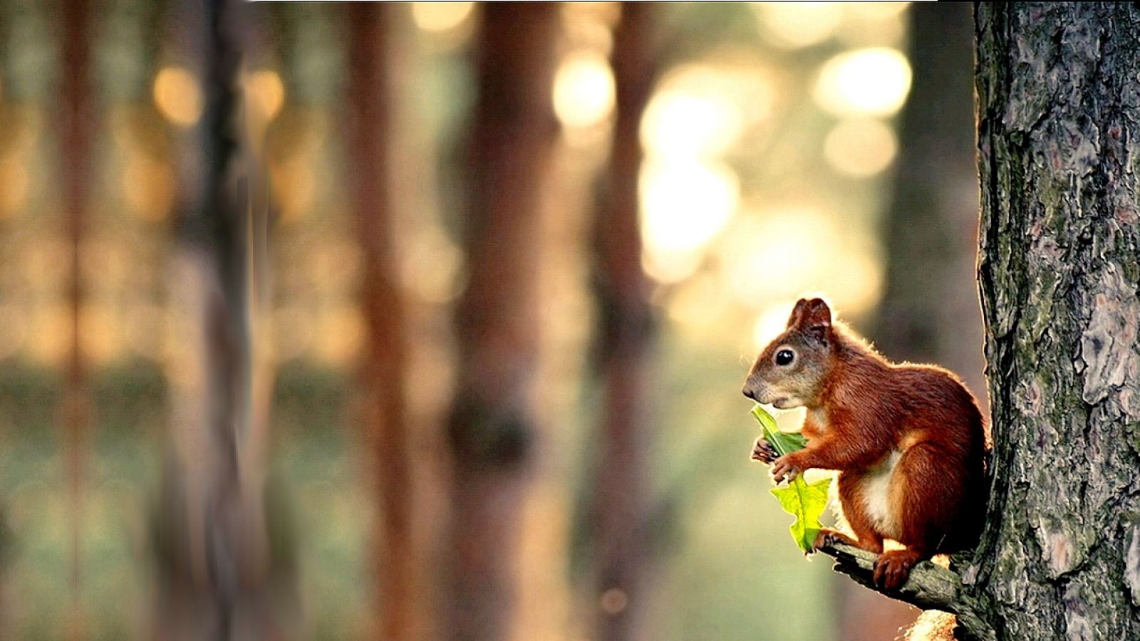 Animal Squirrel HD Wallpapers - Wallpaper Cave