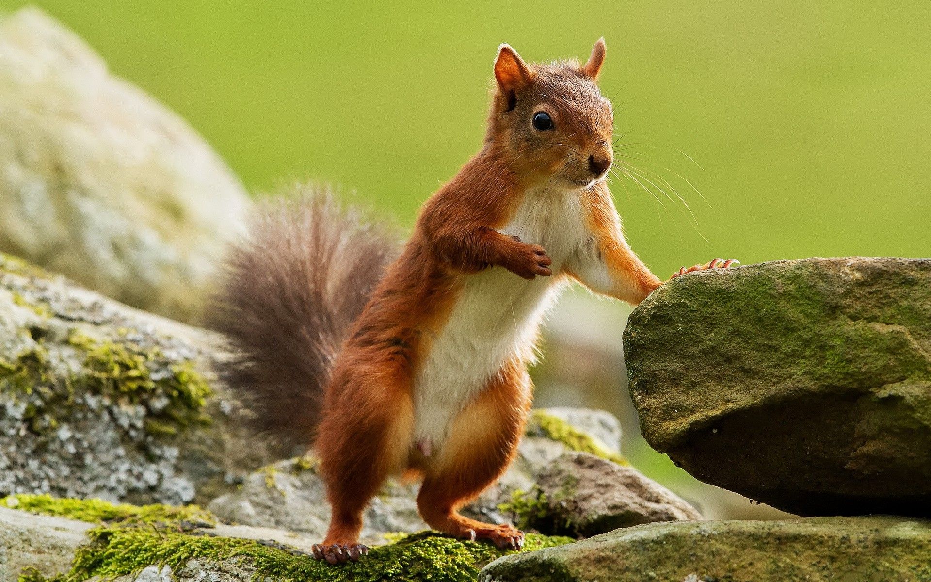 Animal Squirrel HD Wallpapers - Wallpaper Cave