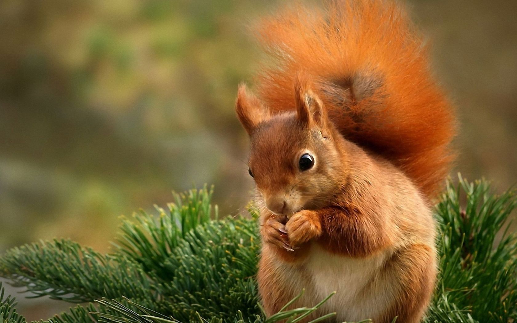 Animal Squirrel HD Wallpapers - Wallpaper Cave