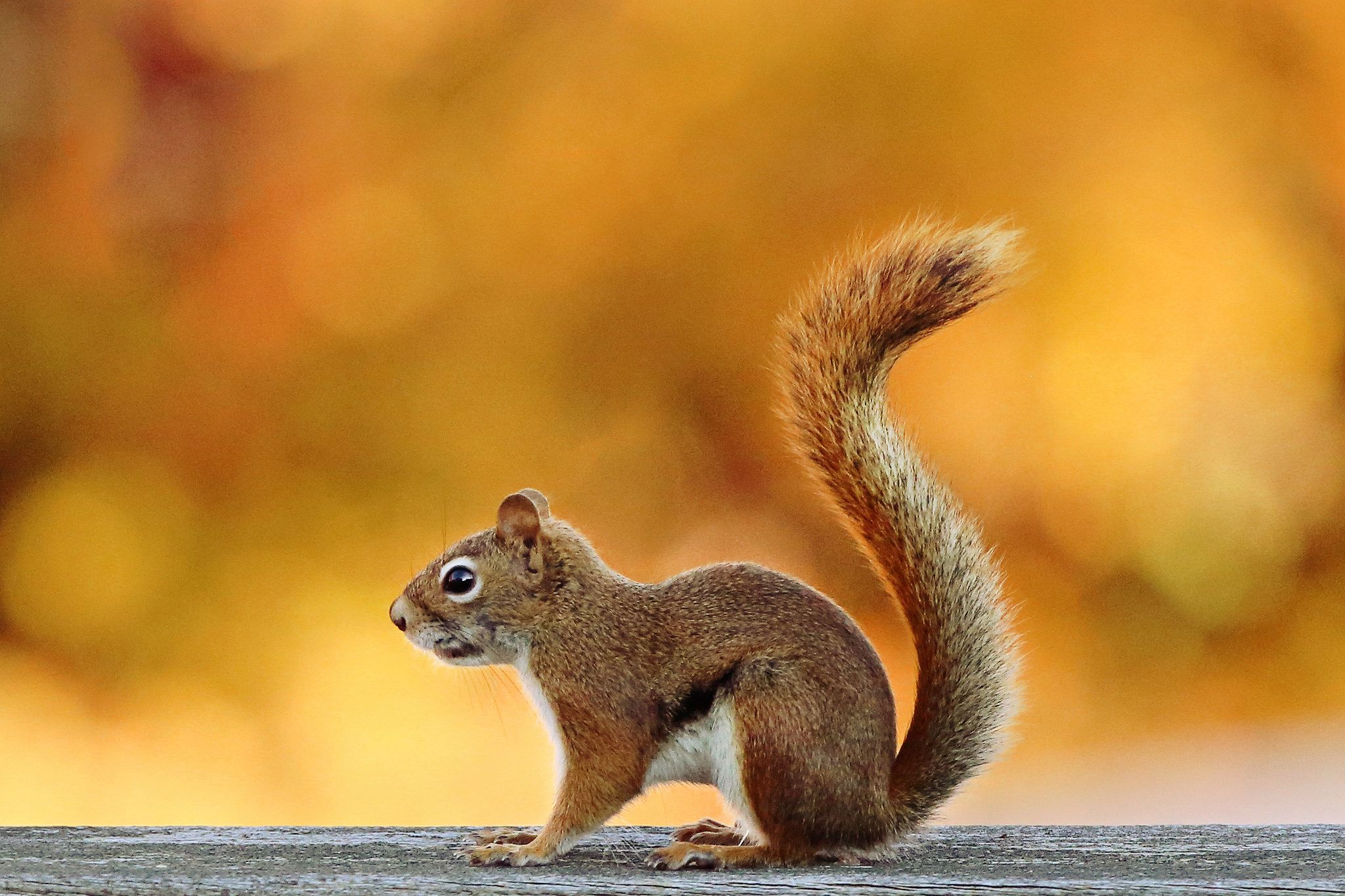 Animal Squirrel HD Wallpapers - Wallpaper Cave