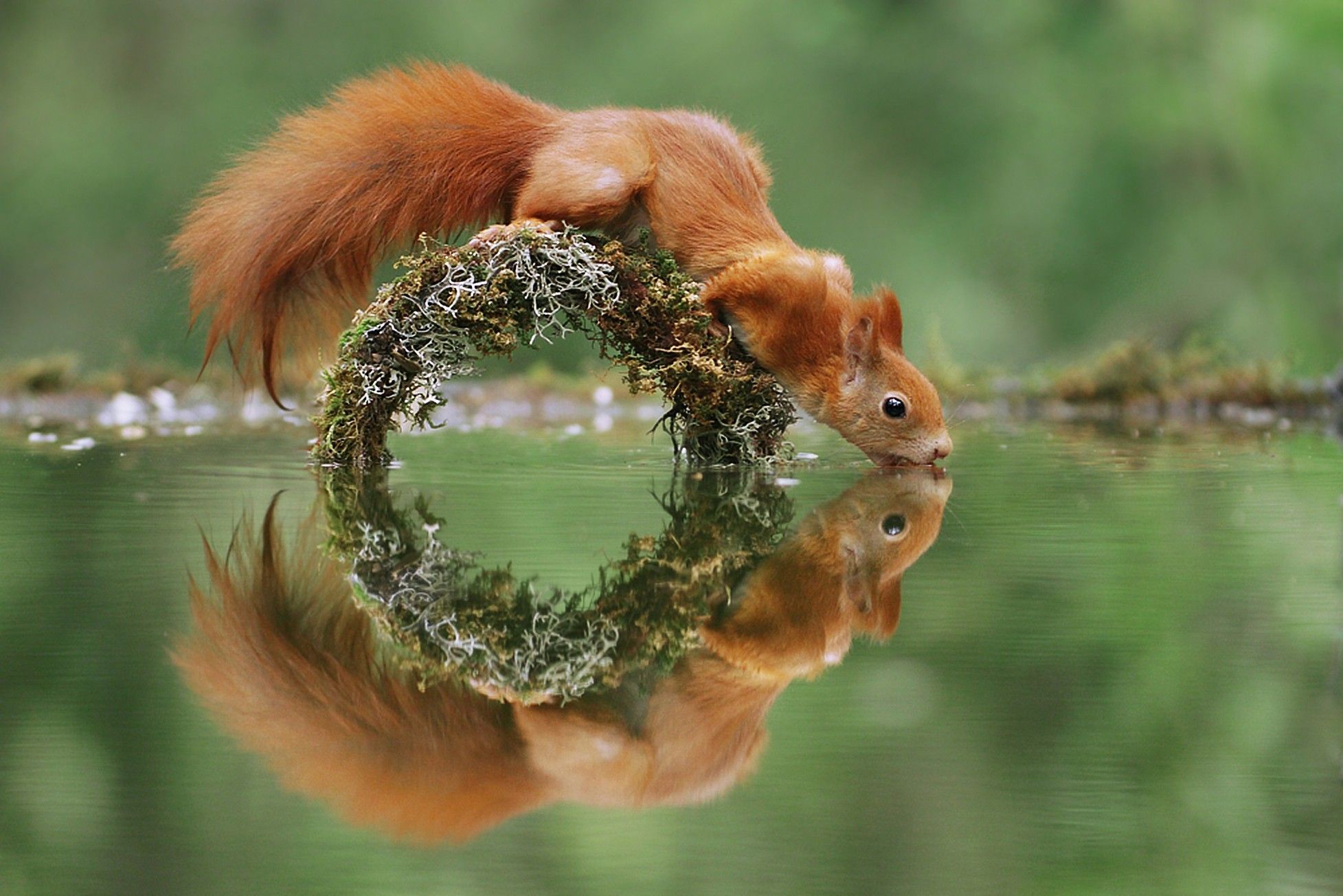 Animal Squirrel HD Wallpapers - Wallpaper Cave