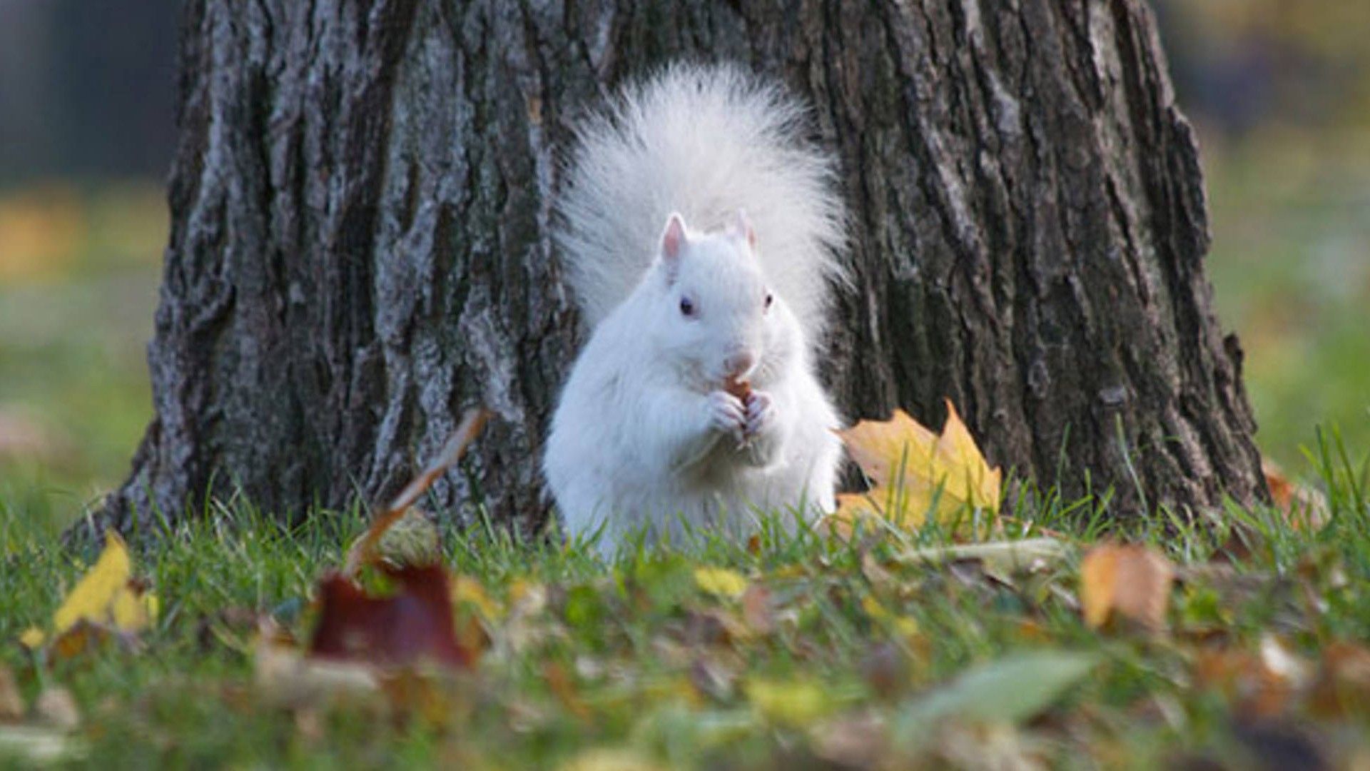 Animal Squirrel HD Wallpapers - Wallpaper Cave